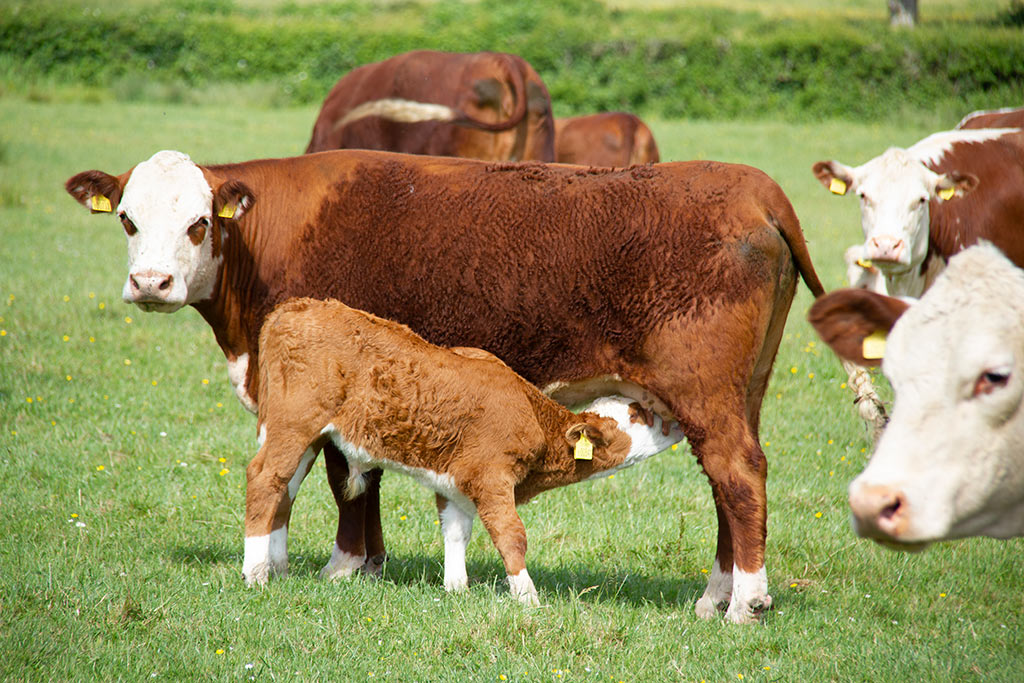 Animaxx-Premium - Termékeink Szarvasmarháknak - Nyalótömbök és alomporok