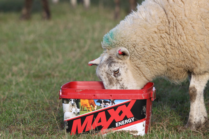 Animaxx-Premium - Termékeink Juhoknak - Nyalótömbök és alomporok