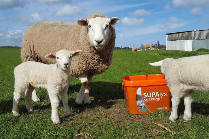 Animaxx-Premium - Termékeink Juhoknak - Nyalótömbök és alomporok